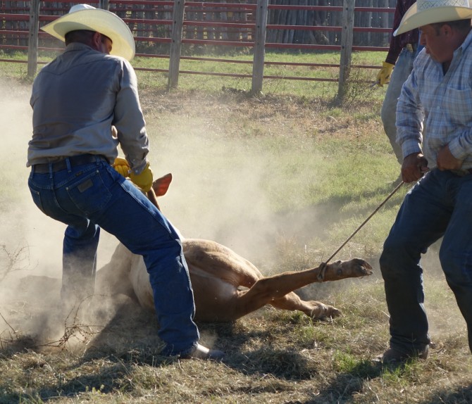 Cattle Branding. It Happens FAST! So I'd Slowed It Down For You ...